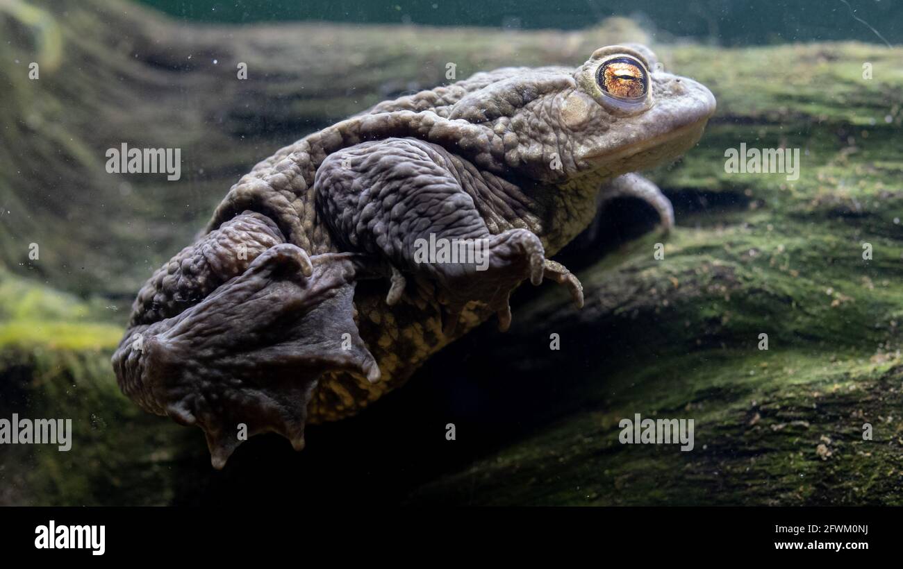 Common toad underwater Stock Photo - Alamy