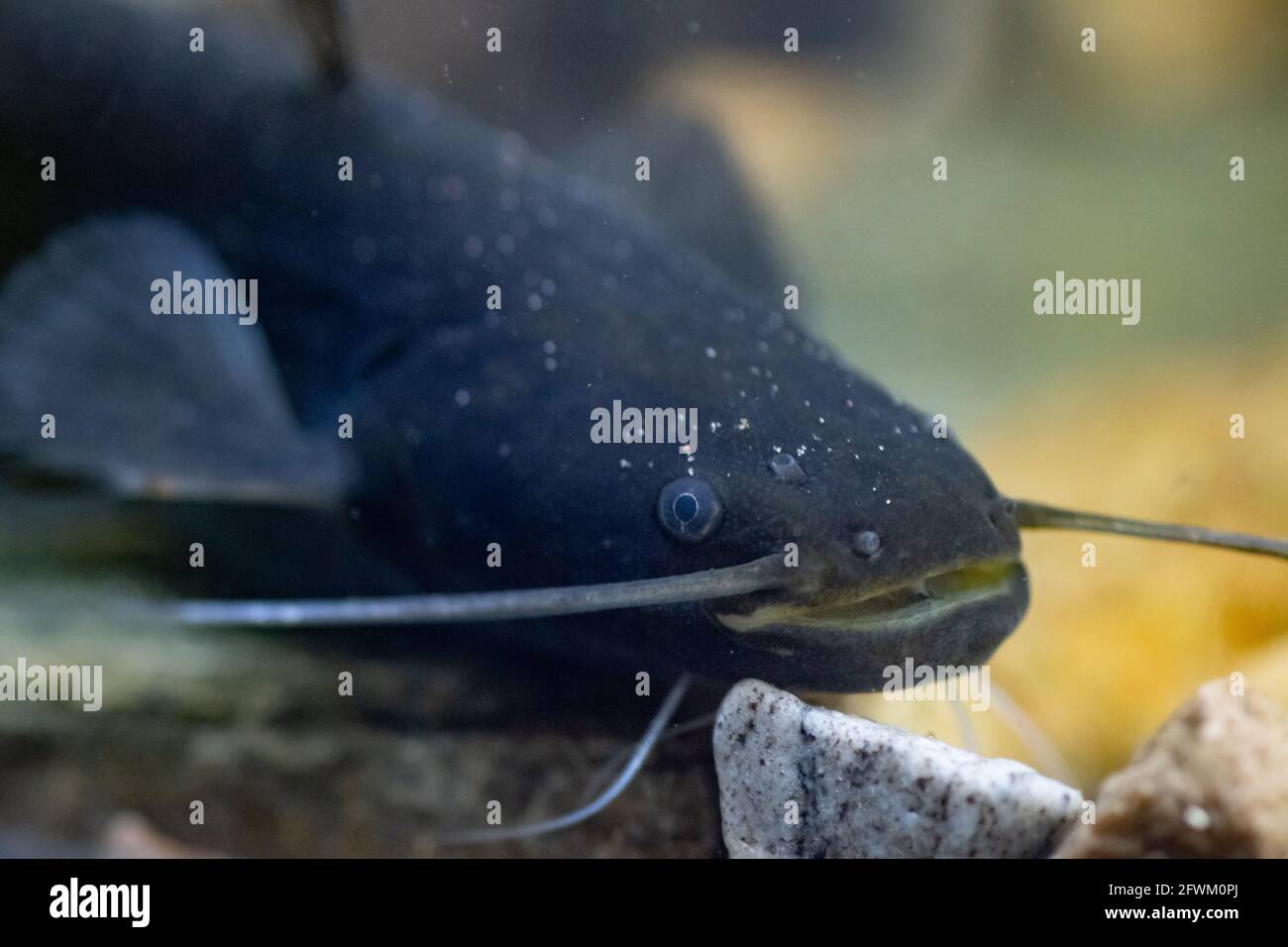 Wels catfish uk hi-res stock photography and images - Alamy