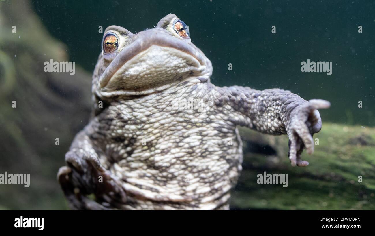 Common toad underwater Stock Photo - Alamy