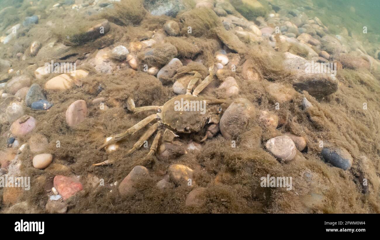 Chinese mitten crab Stock Photo - Alamy