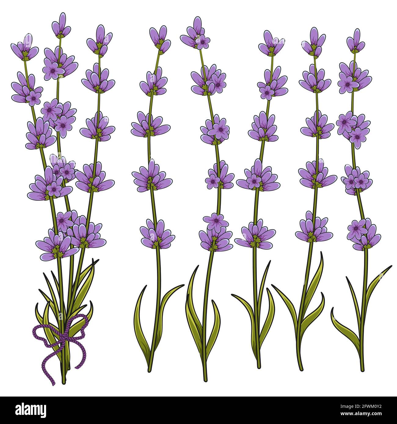 Purple lavender on field Stock Vector Images - Alamy