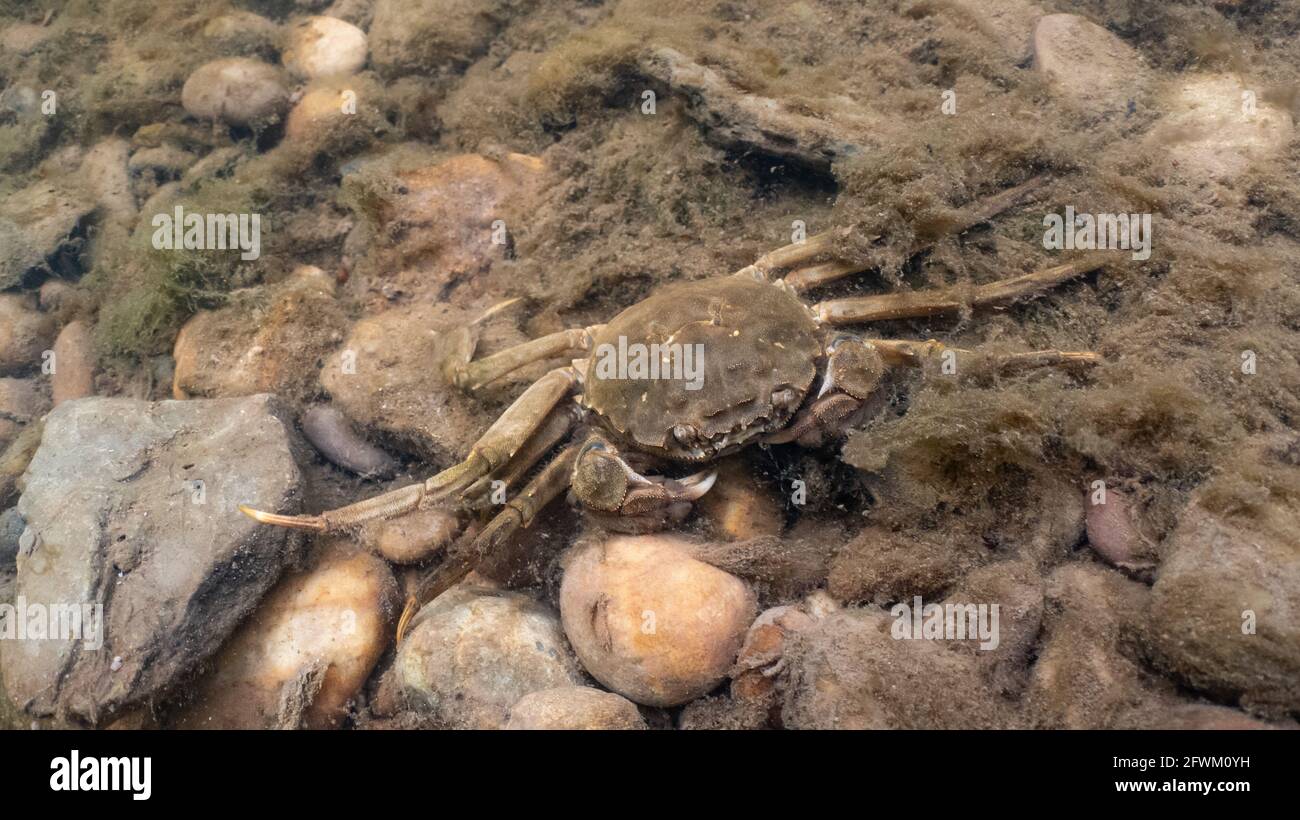 Chinese mitten crab Stock Photo - Alamy