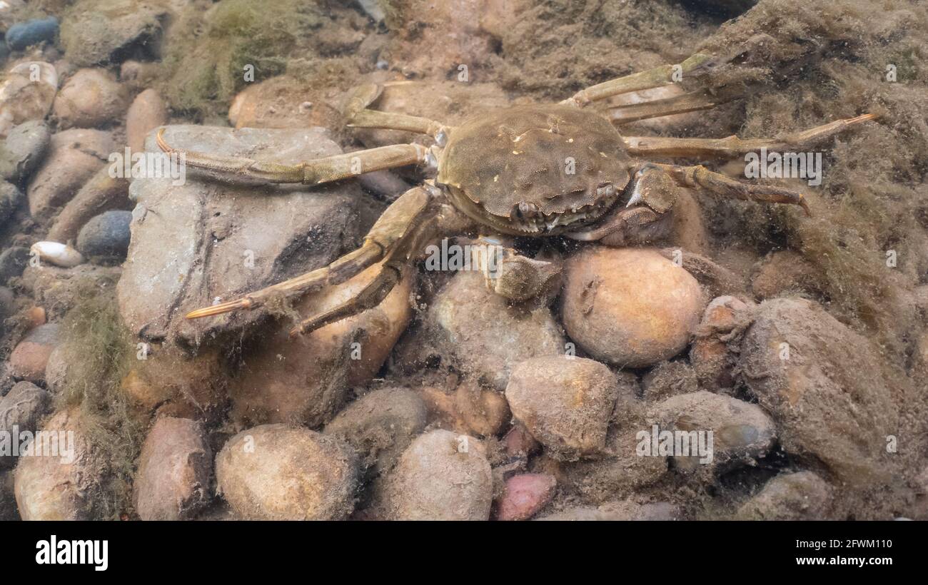 Chinese mitten crab Stock Photo - Alamy