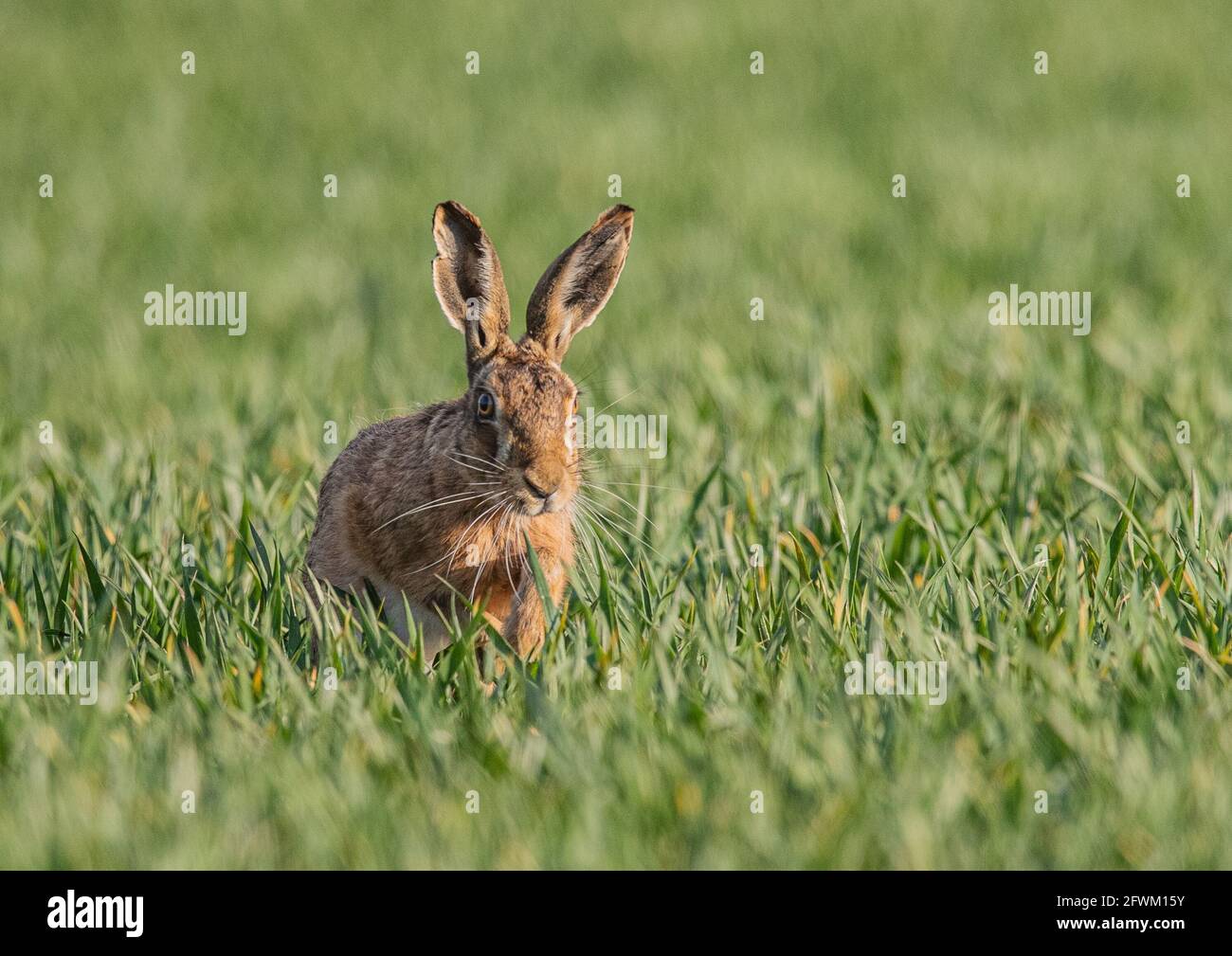 A close up of a secretive Brown Hare running towards the camera through ...