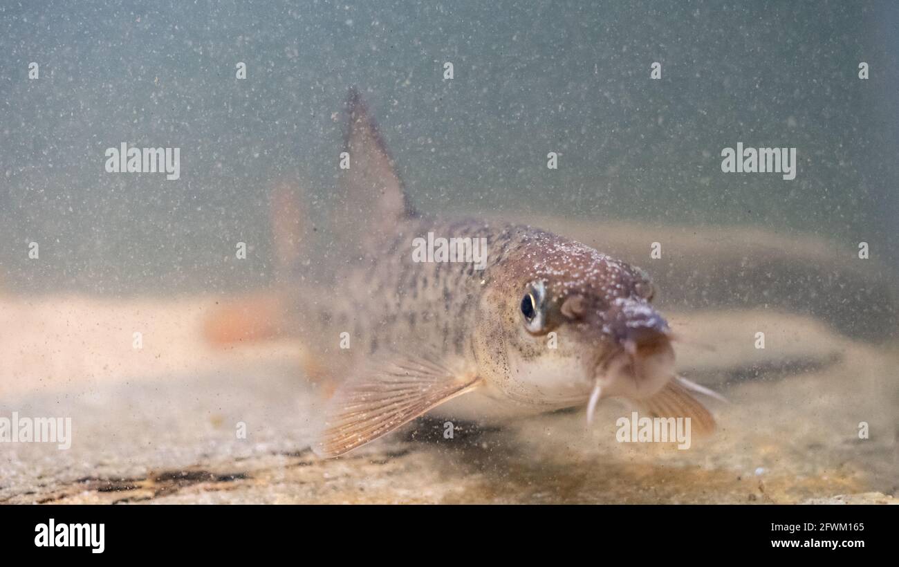 Freshwater barbel hi-res stock photography and images - Alamy