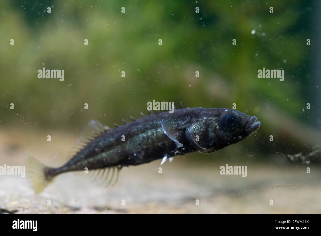 Male 9 spined stickleback in breeding colours Stock Photo - Alamy