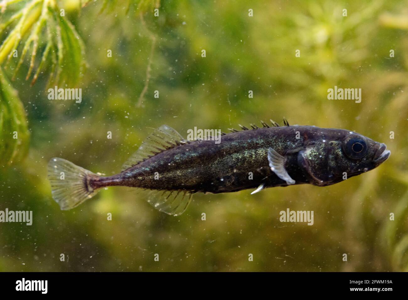 Male 9 spined stickleback in breeding colours Stock Photo - Alamy