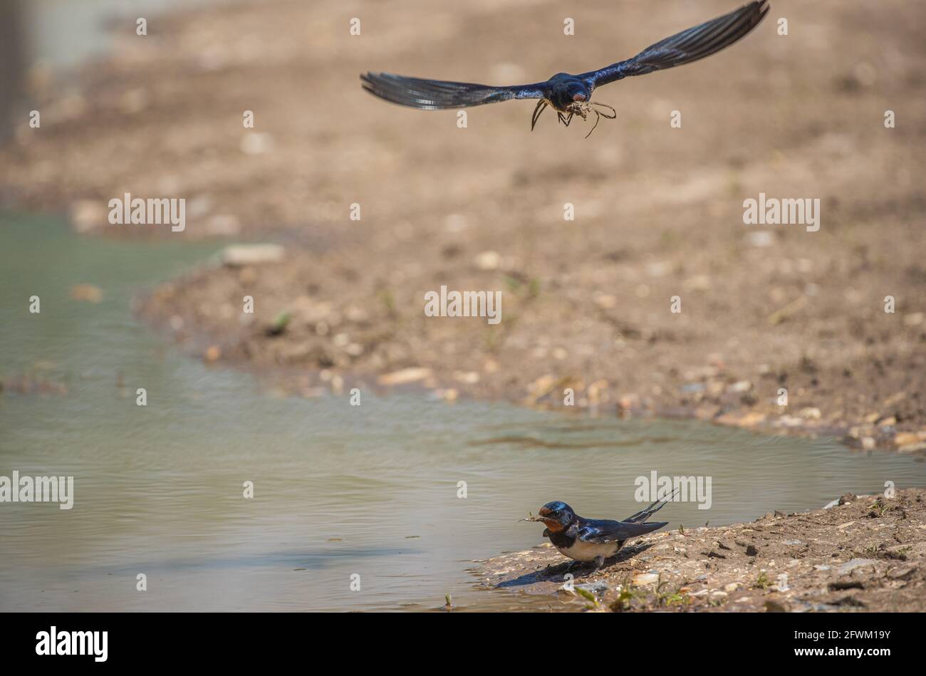 A pair of swallows (Hirundo rustica ) both flying and landing. Both ...