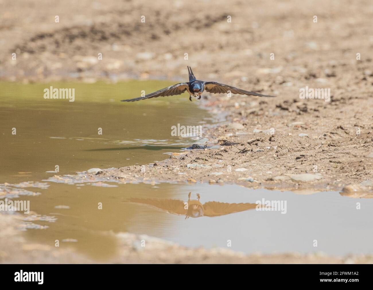 Agile flying insect hi-res stock photography and images - Alamy