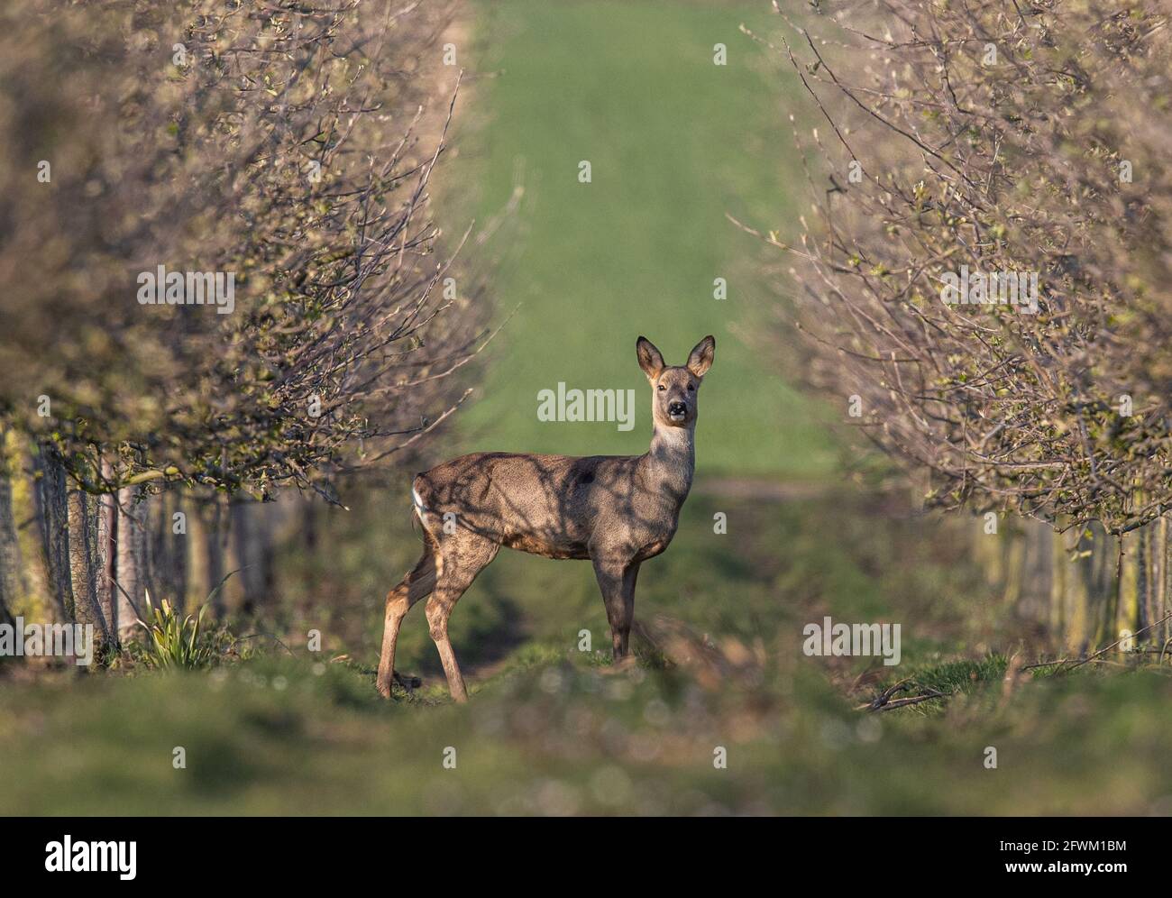 A female Roe Deer (Capreolus capreolus) standing in the Apple orchards ...