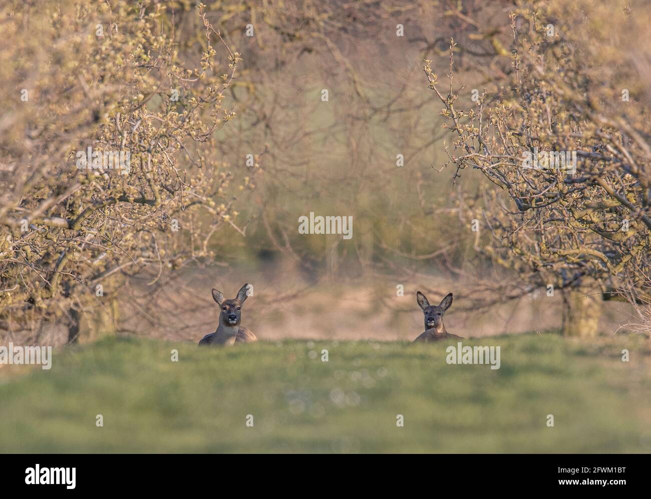Deer Rump High Resolution Stock Photography and Images - Alamy