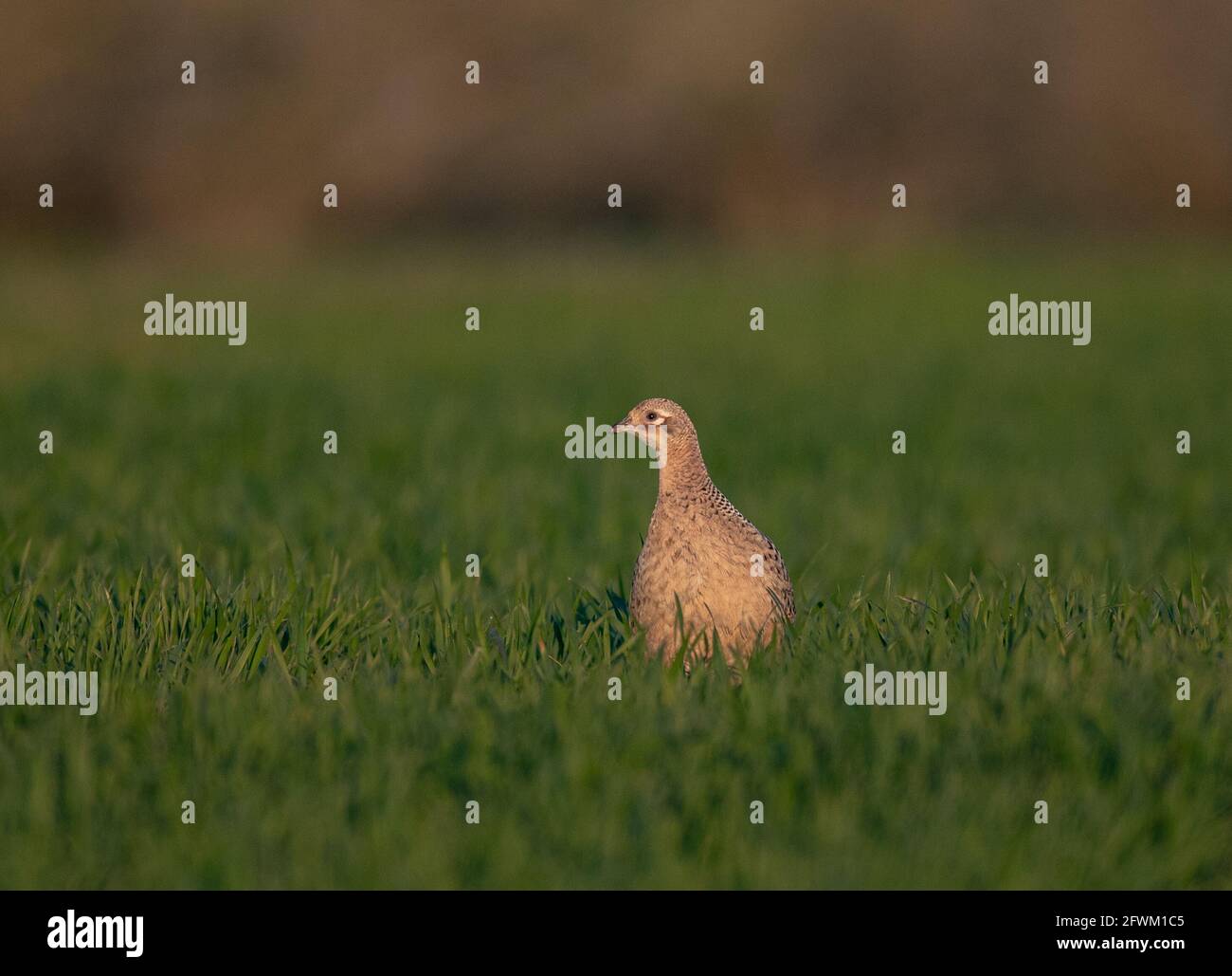 Hen pheasant hi-res stock photography and images - Alamy