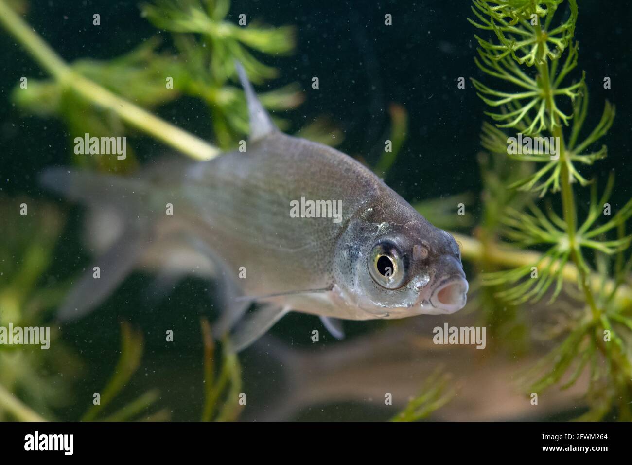 Common bream uk hi-res stock photography and images - Alamy