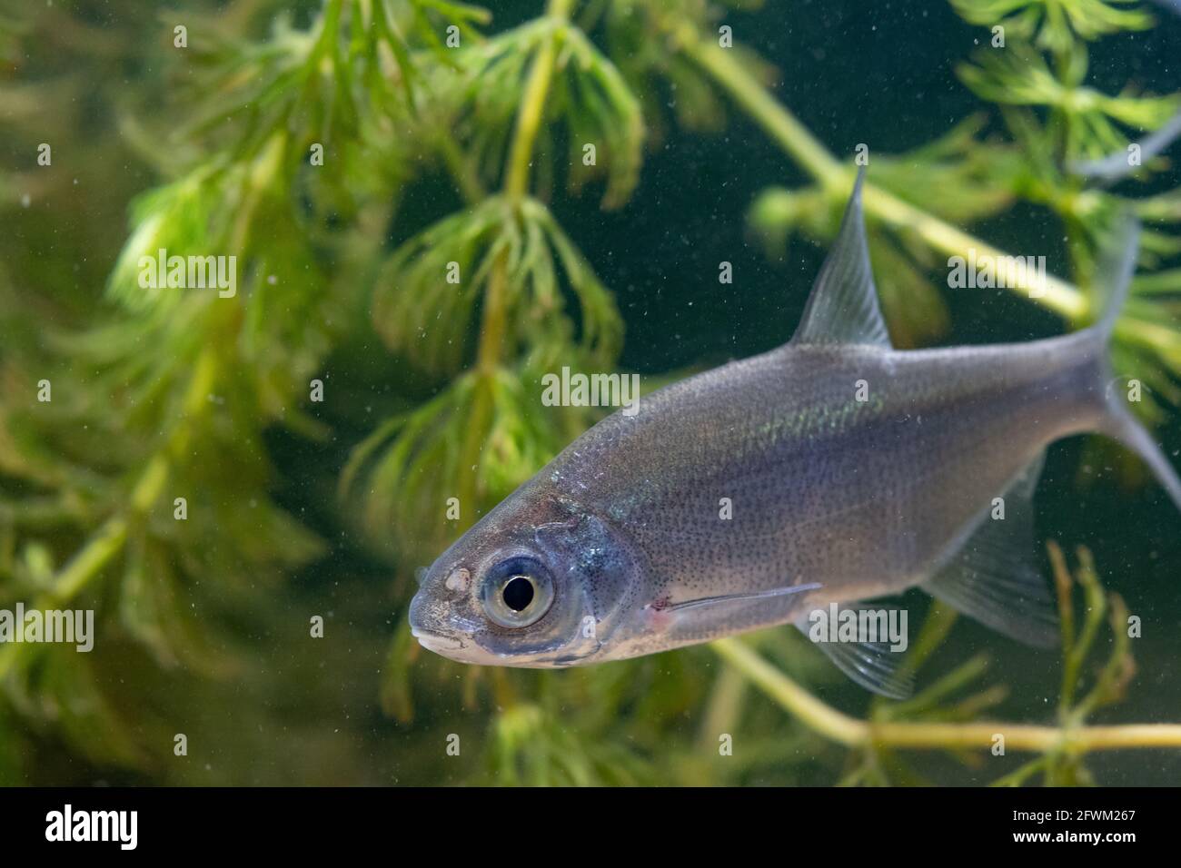 Common bream uk hi-res stock photography and images - Alamy
