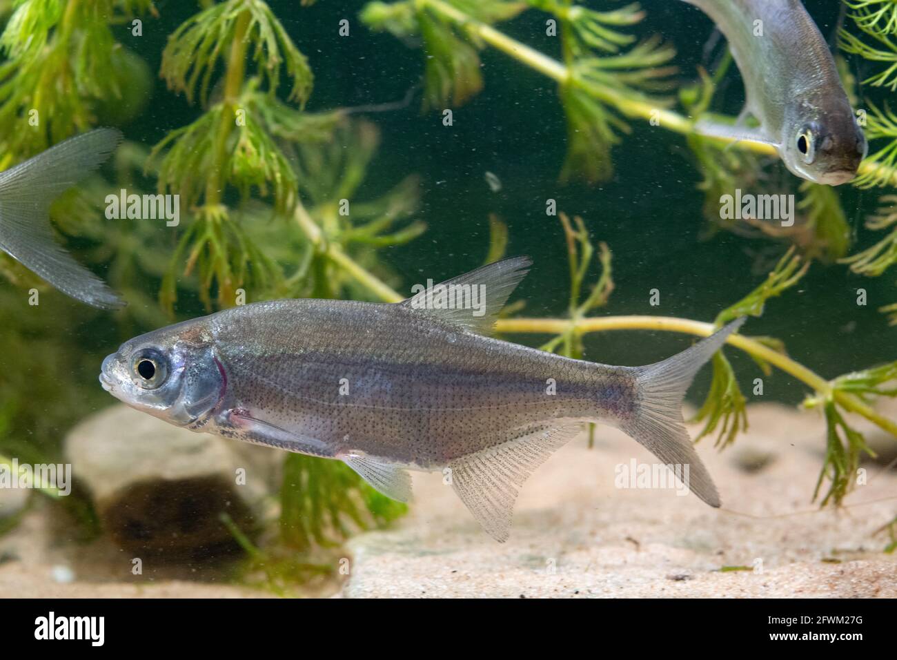 Common bream uk hi-res stock photography and images - Alamy