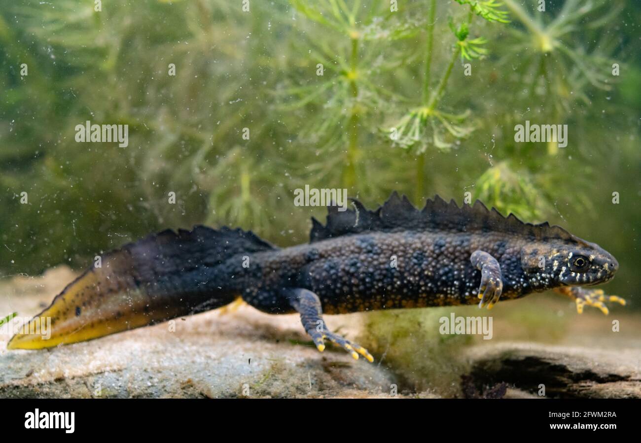 Great crested newt male Stock Photo - Alamy