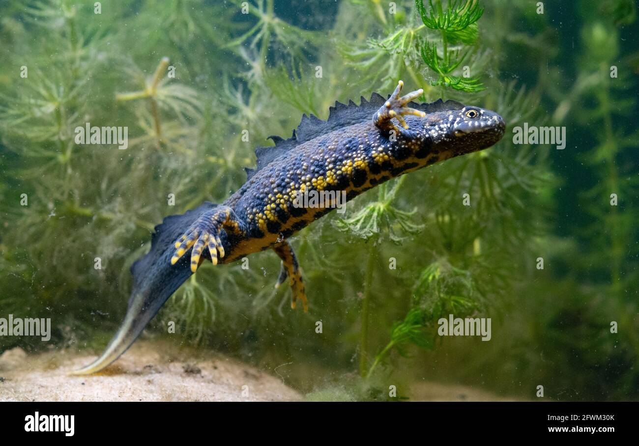Great crested newt male Stock Photo - Alamy
