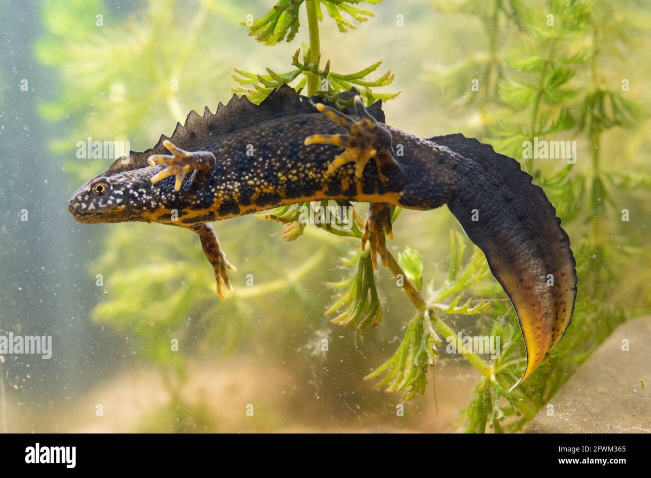 Great crested newt male Stock Photo - Alamy