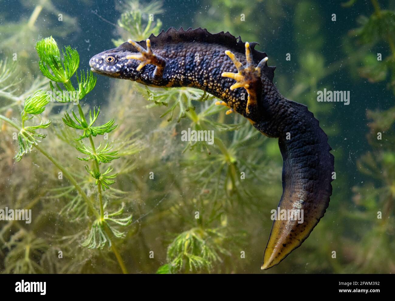 Great crested newt male Stock Photo - Alamy