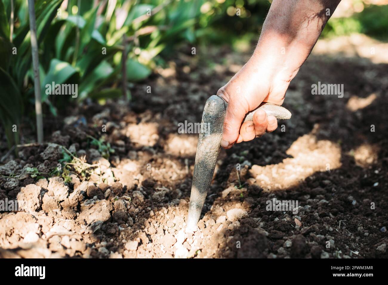 Female hand making a hole in the ground for pepper plantation Stock ...
