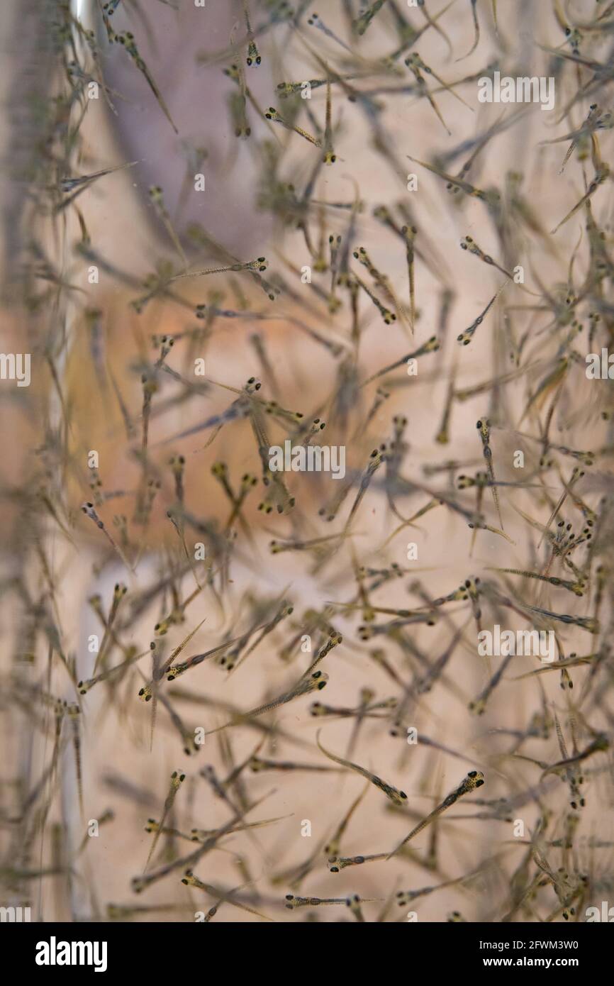 Fish roach uk hi-res stock photography and images - Alamy