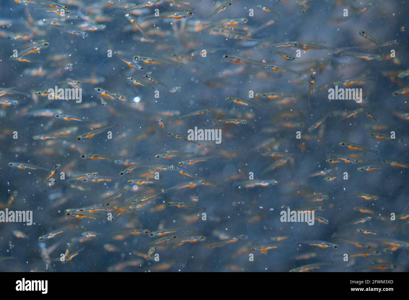 Fish roach uk hi-res stock photography and images - Alamy