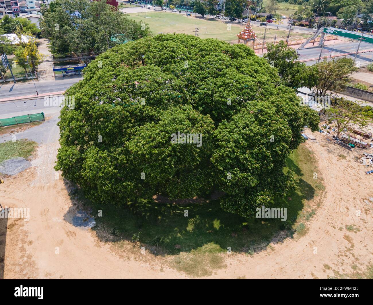 Aerial view of large Rain Tree shady with green leaves growing in ...