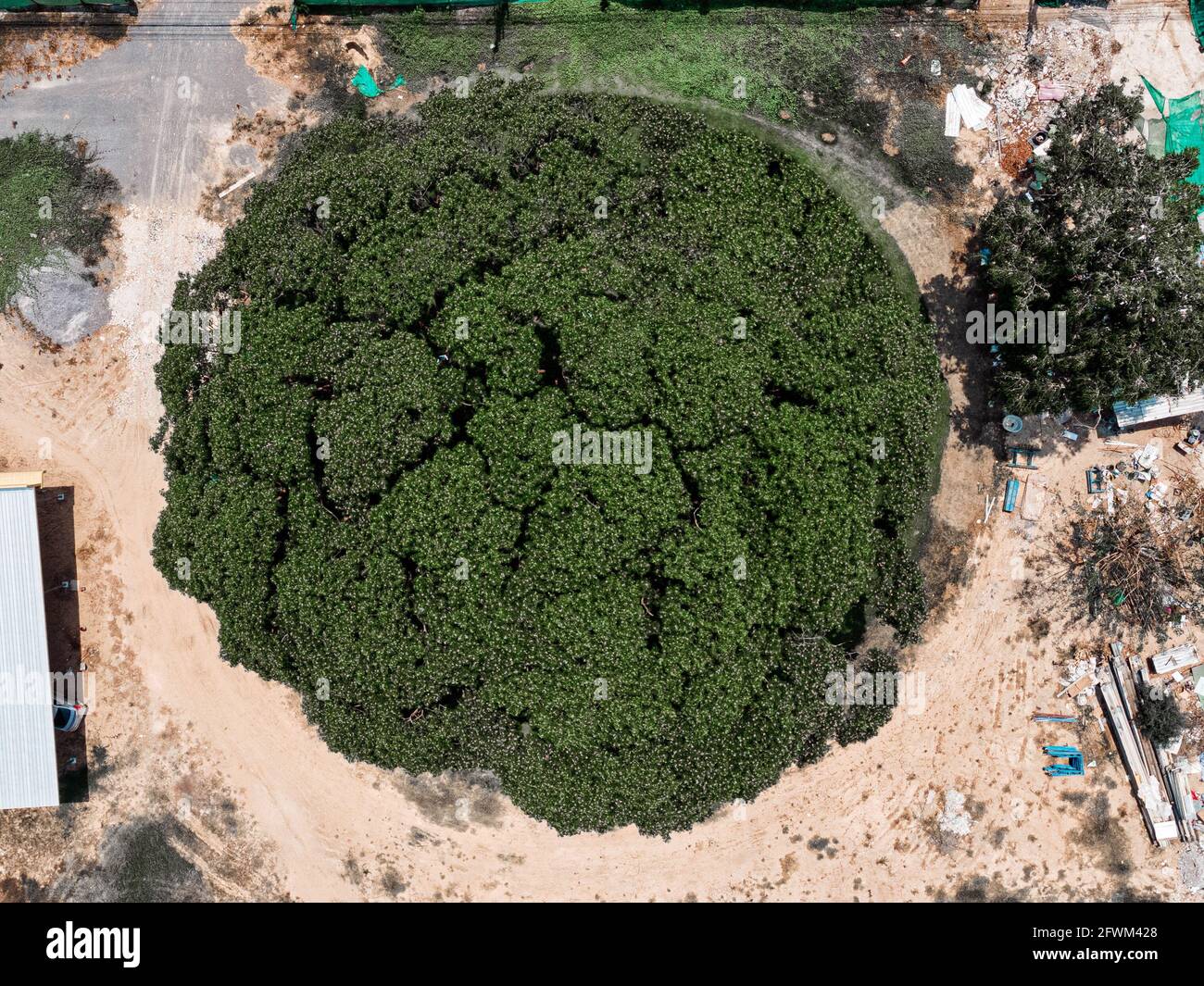 Top view of large shady tree with green leaves growing in public park ...