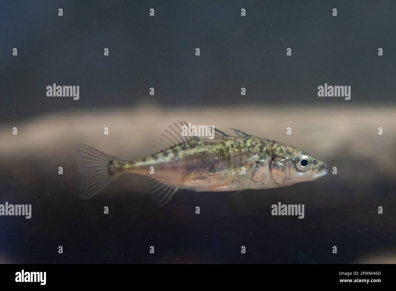 Three spined stickleback Stock Photo - Alamy