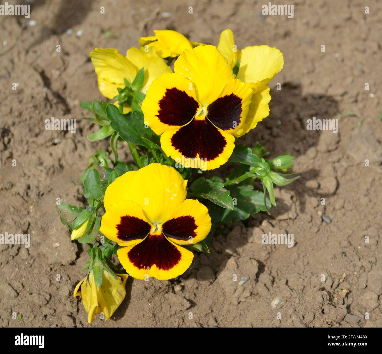 Colorful Growing Wild Violet Plants in the Garden Stock Photo - Alamy
