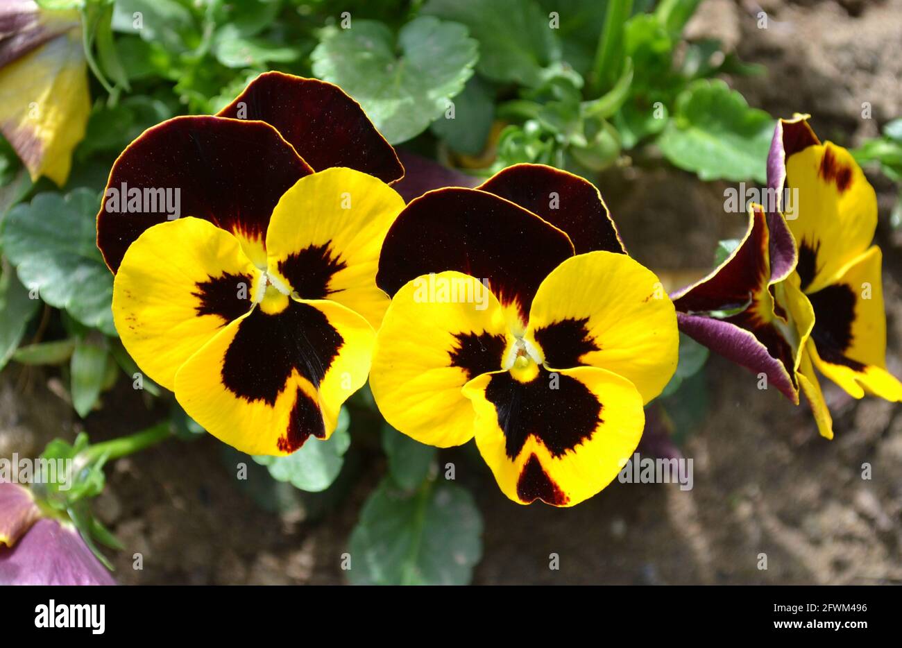 Colorful Growing Wild Violet Plants in the Garden Stock Photo - Alamy