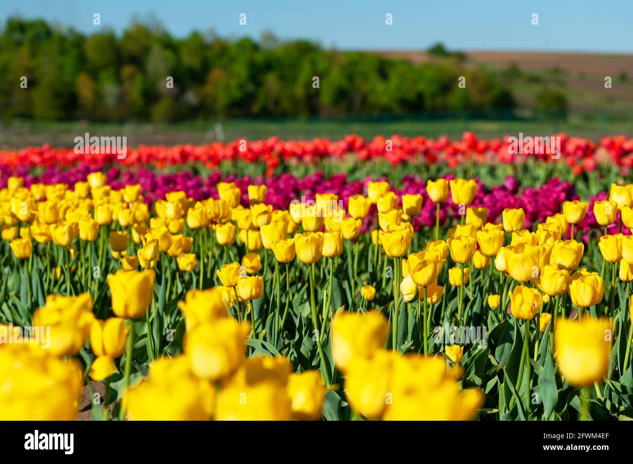 Beautiful Tulip on blurred spring sunny background. Bright tulip flower ...