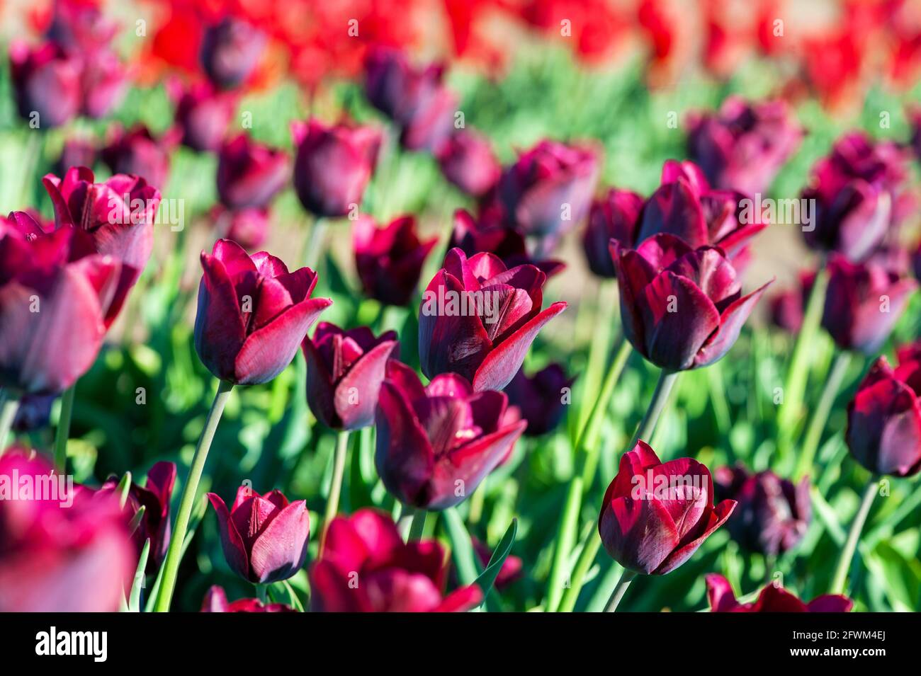 Beautiful Tulip on blurred spring sunny background. Bright tulip flower ...