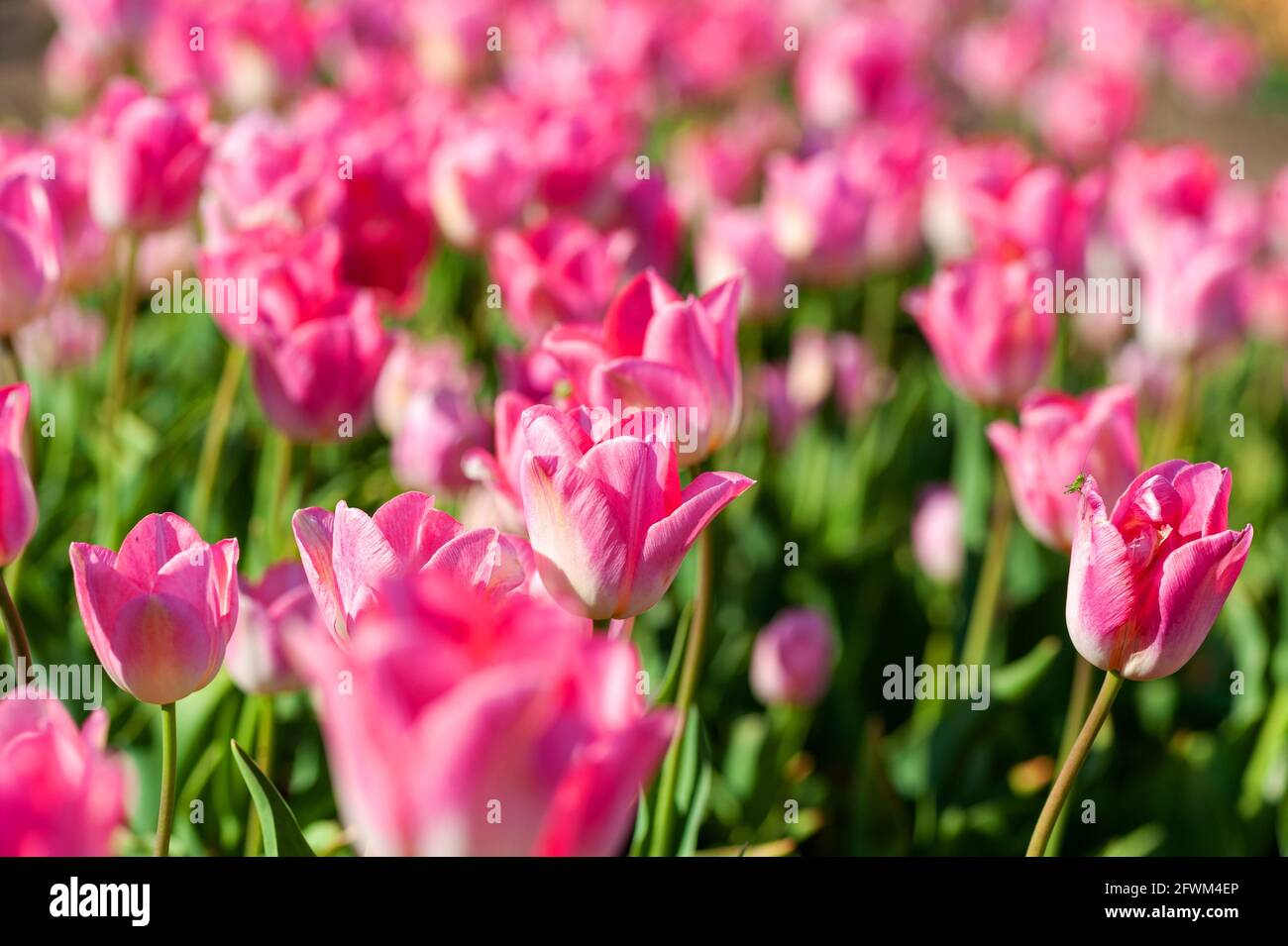Beautiful Tulip on blurred spring sunny background. Bright tulip flower ...
