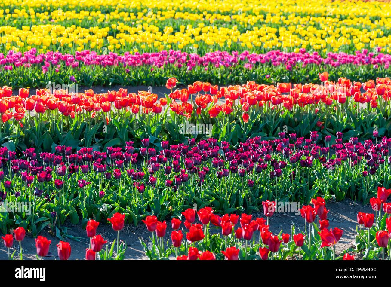 Beautiful Tulip on blurred spring sunny background. Bright tulip flower ...