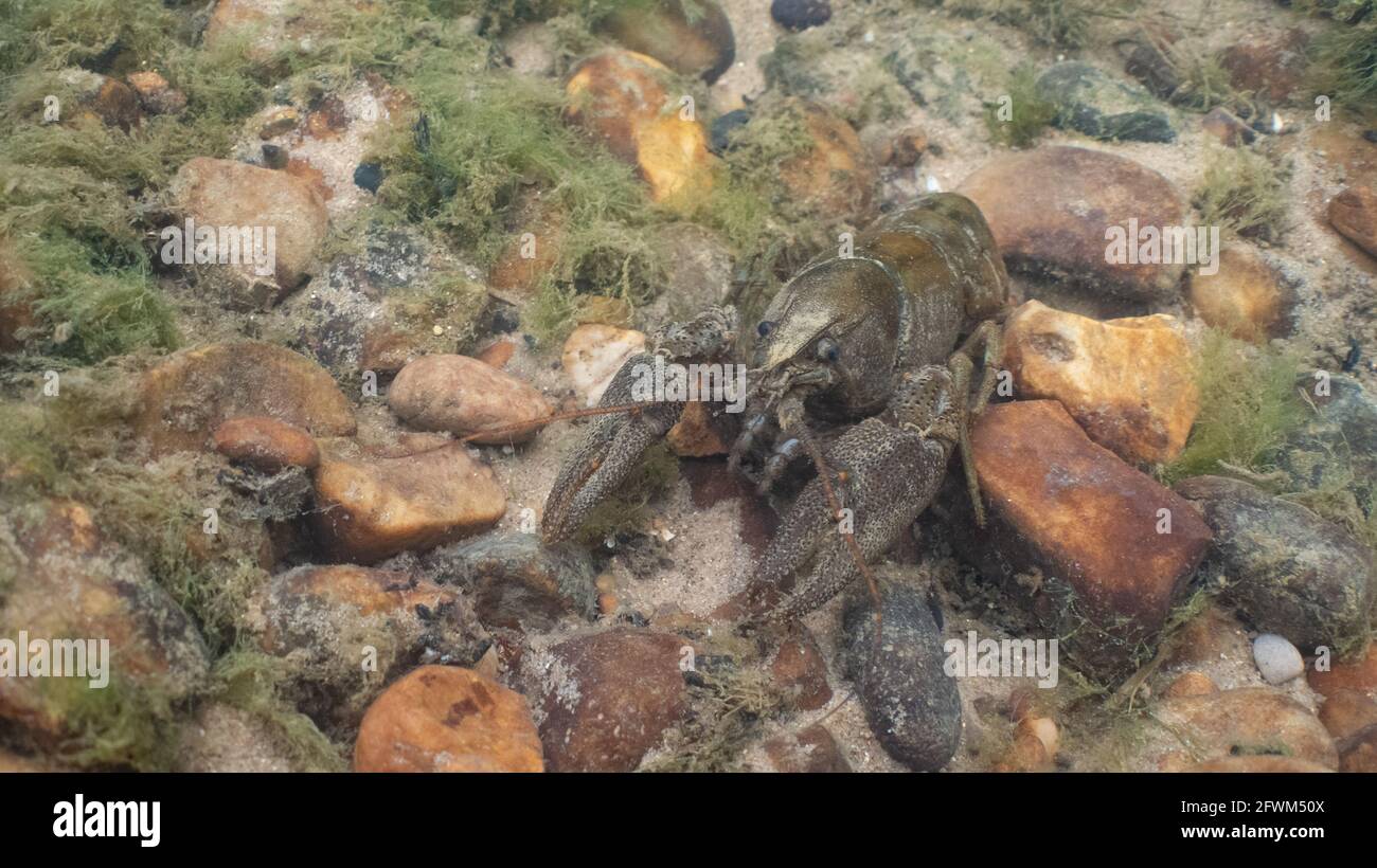 White clawed crayfish hi-res stock photography and images - Alamy