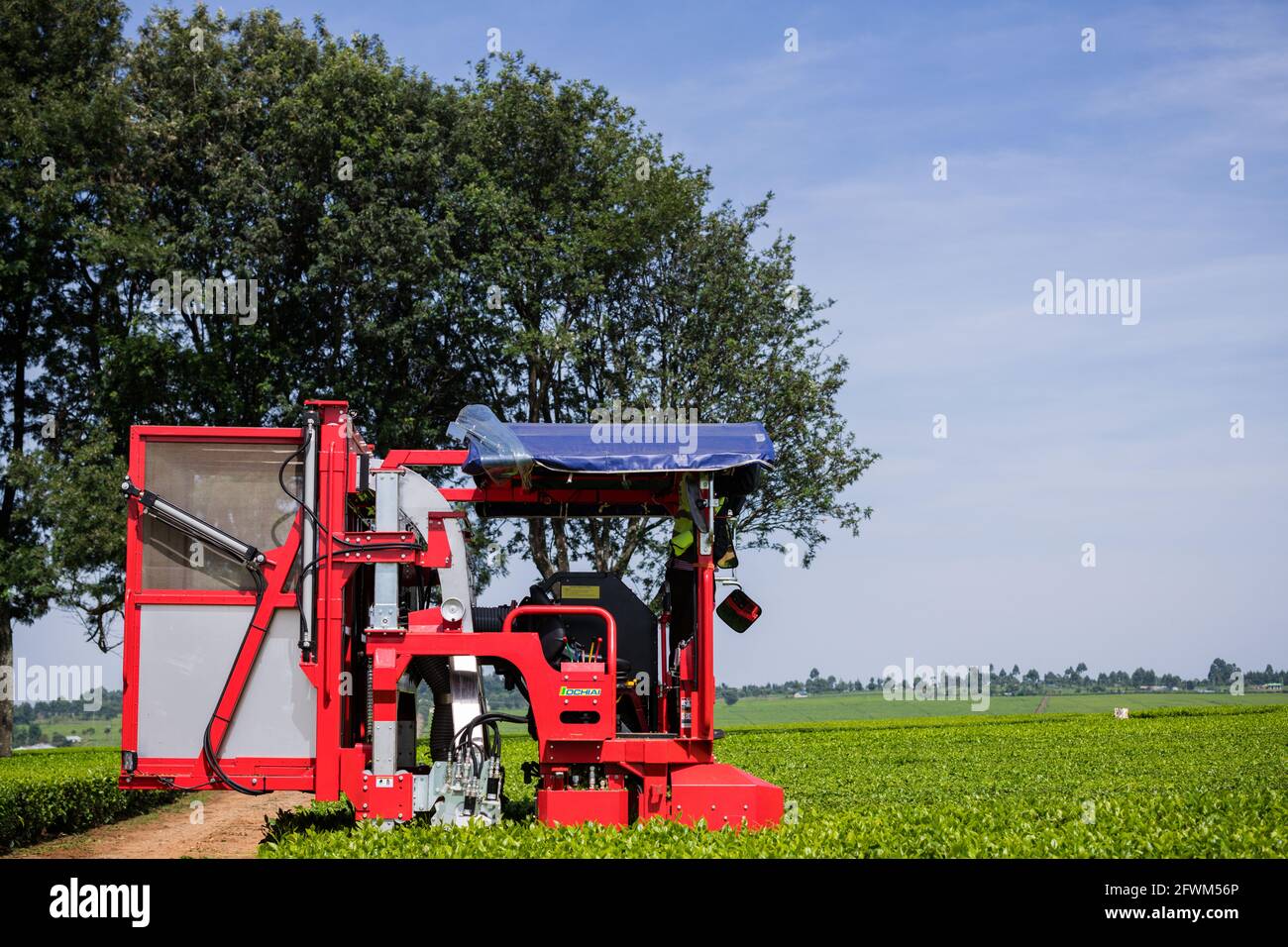 Tea Leave Farm Estate Plantation Plucking Machine Harvester At The ...