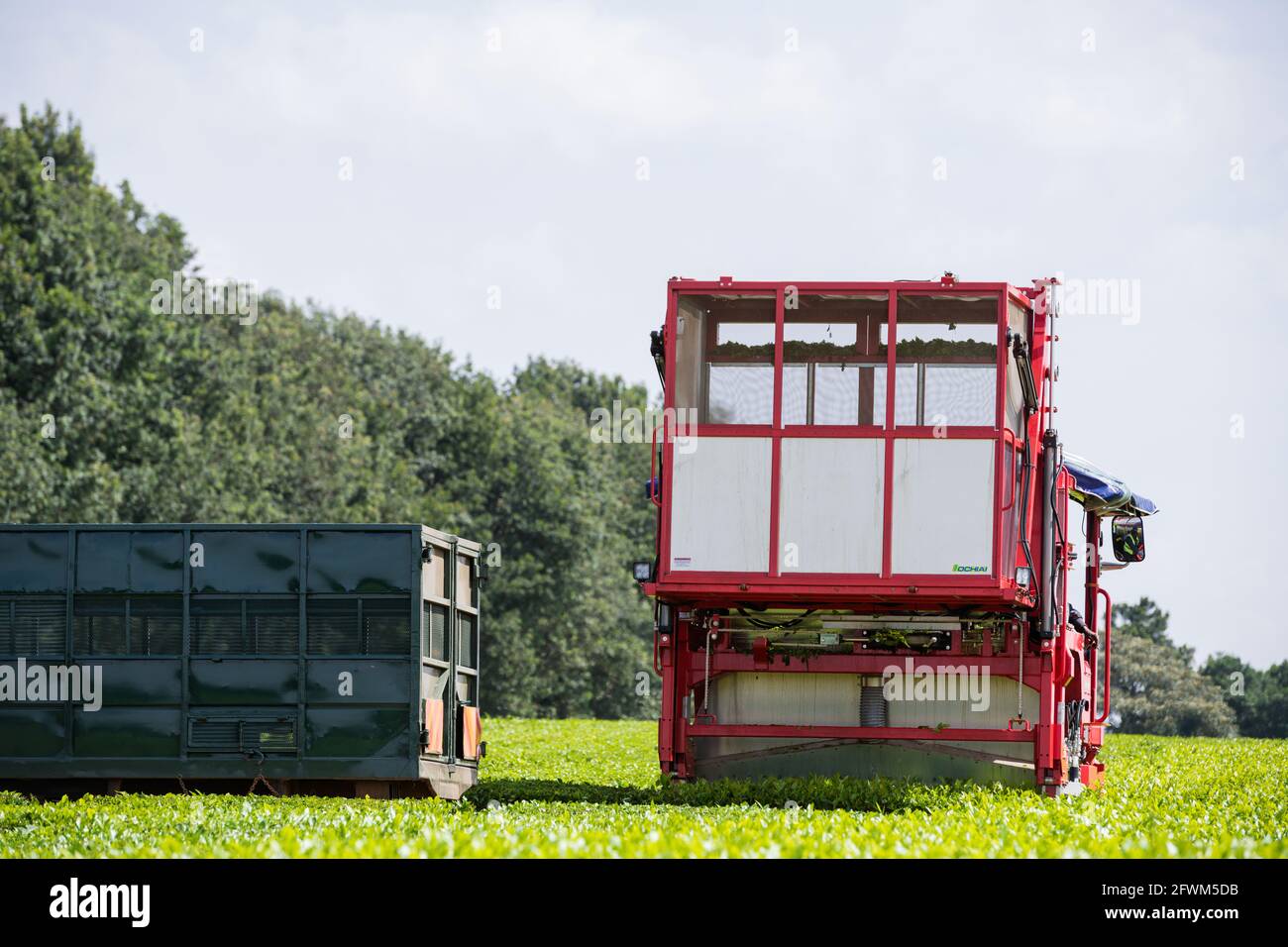 Tea Leave Farm Estate Plantation Plucking Machine Harvester At The ...