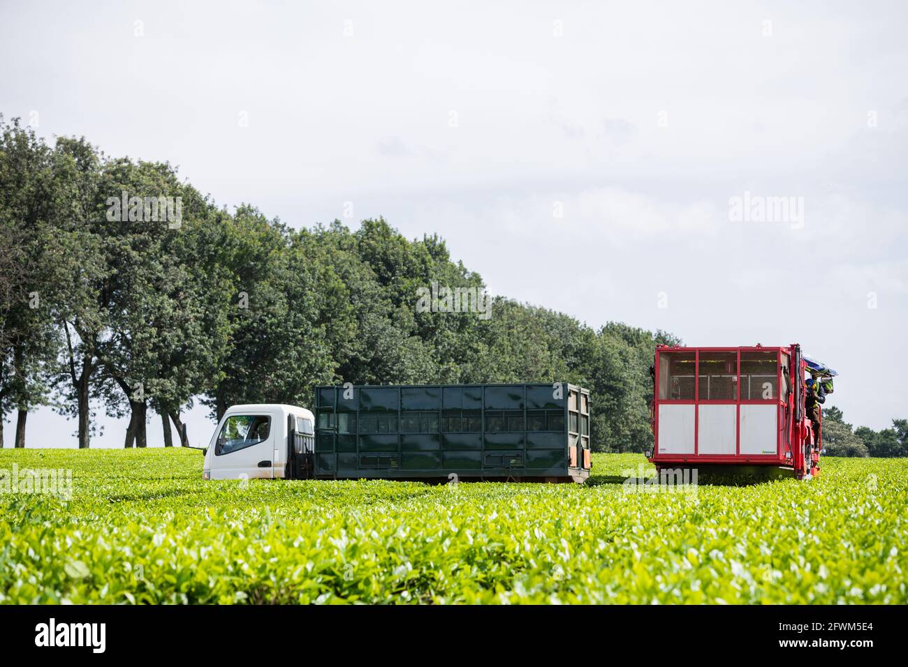Tea Leaf Farm Estate Plantation Plucking Machine Harvester At The James ...