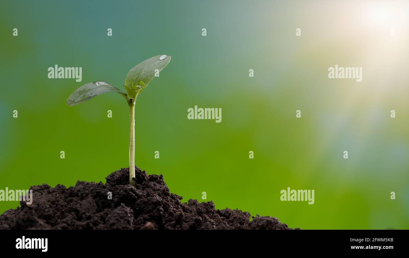 Small tree growing with sunshine. Green world concept Stock Photo - Alamy