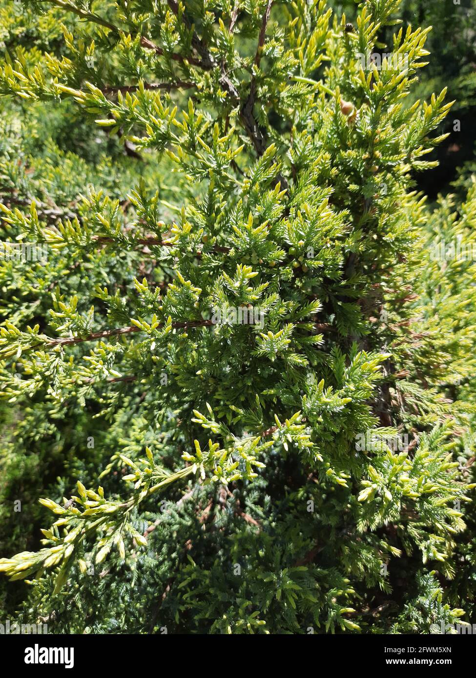 Juniper texture hi-res stock photography and images - Alamy