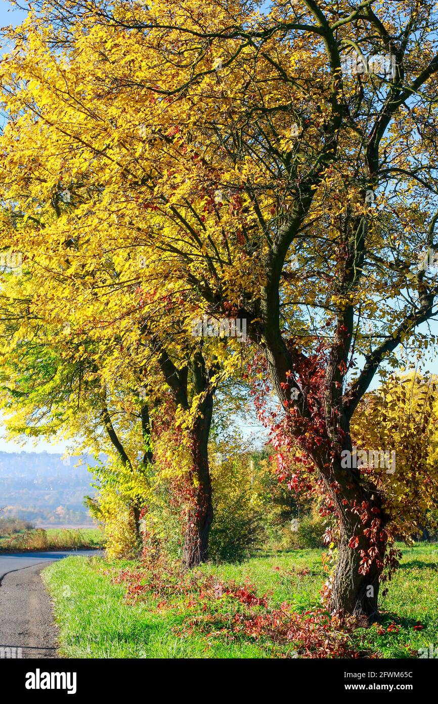 Autumnal landscape, trees with colorful leaves, perfect sunny weather ...