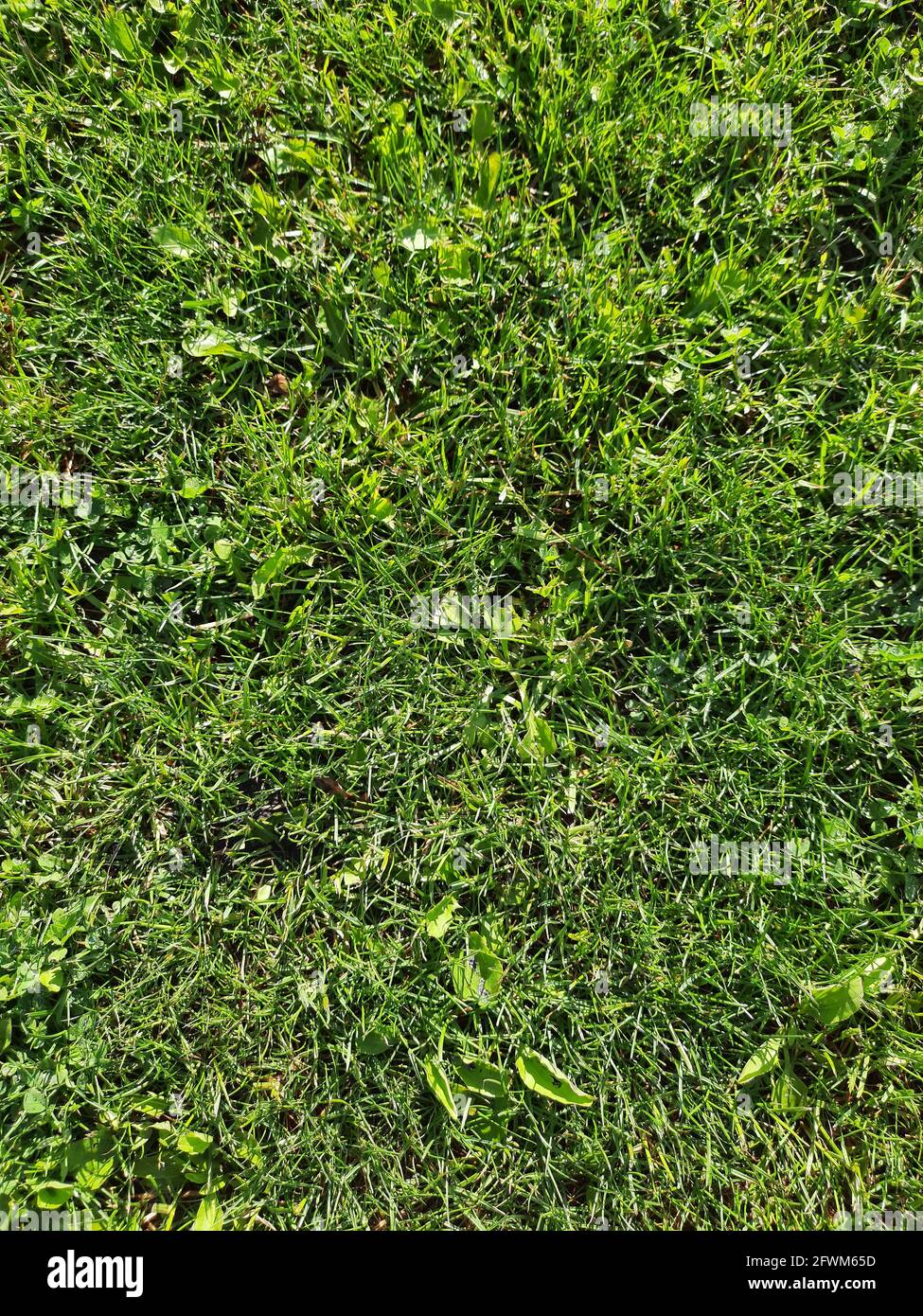 Green grass pattern and texture for background. Close-up image Stock ...