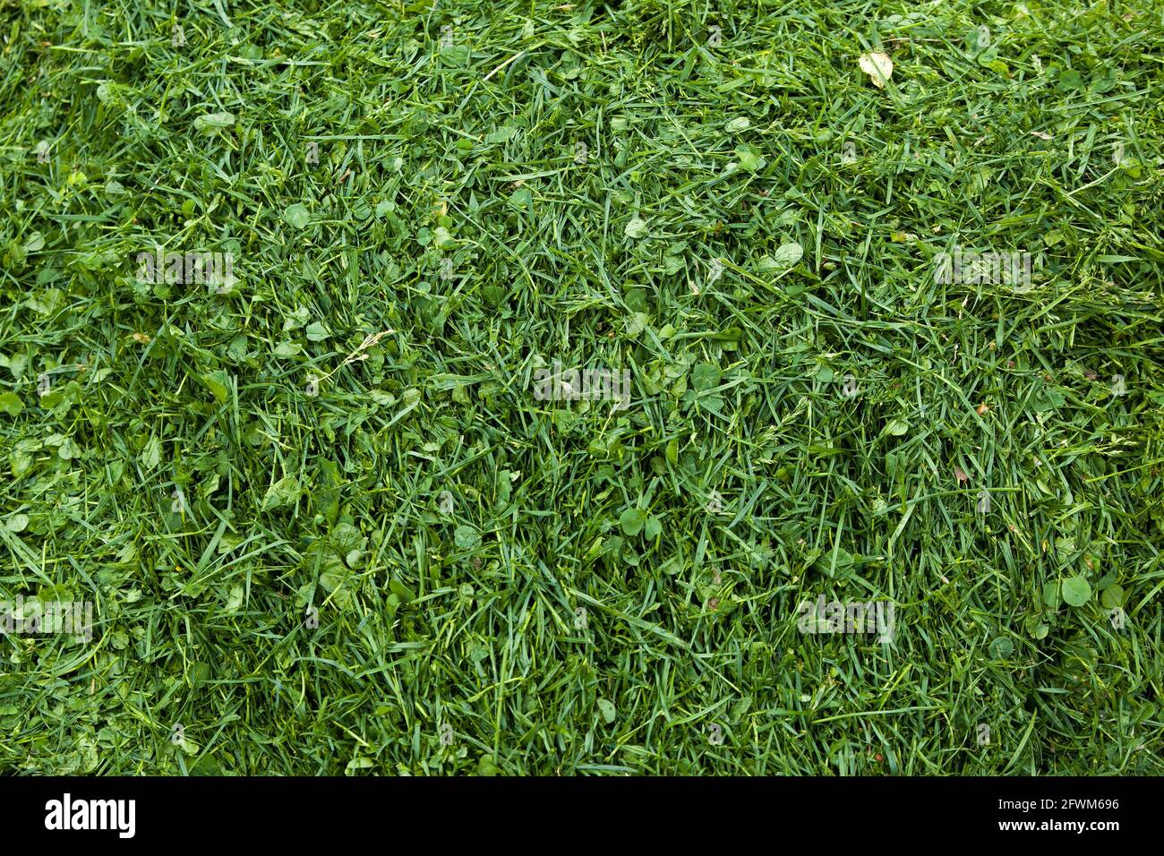 Green grass pattern and texture for background. Close-up image Stock ...