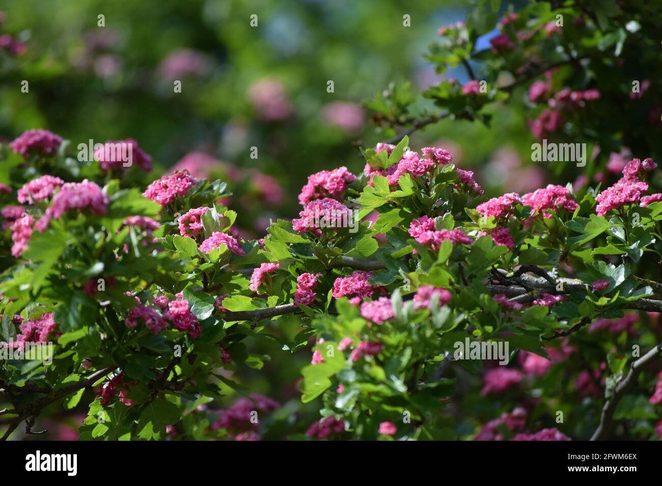 Red flowering double hawthorn hi-res stock photography and images - Alamy