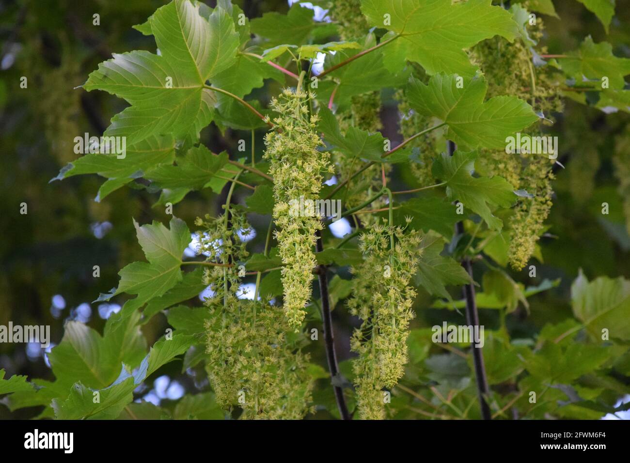 the beautiful Panicles of the Sycamore maple Stock Photo - Alamy