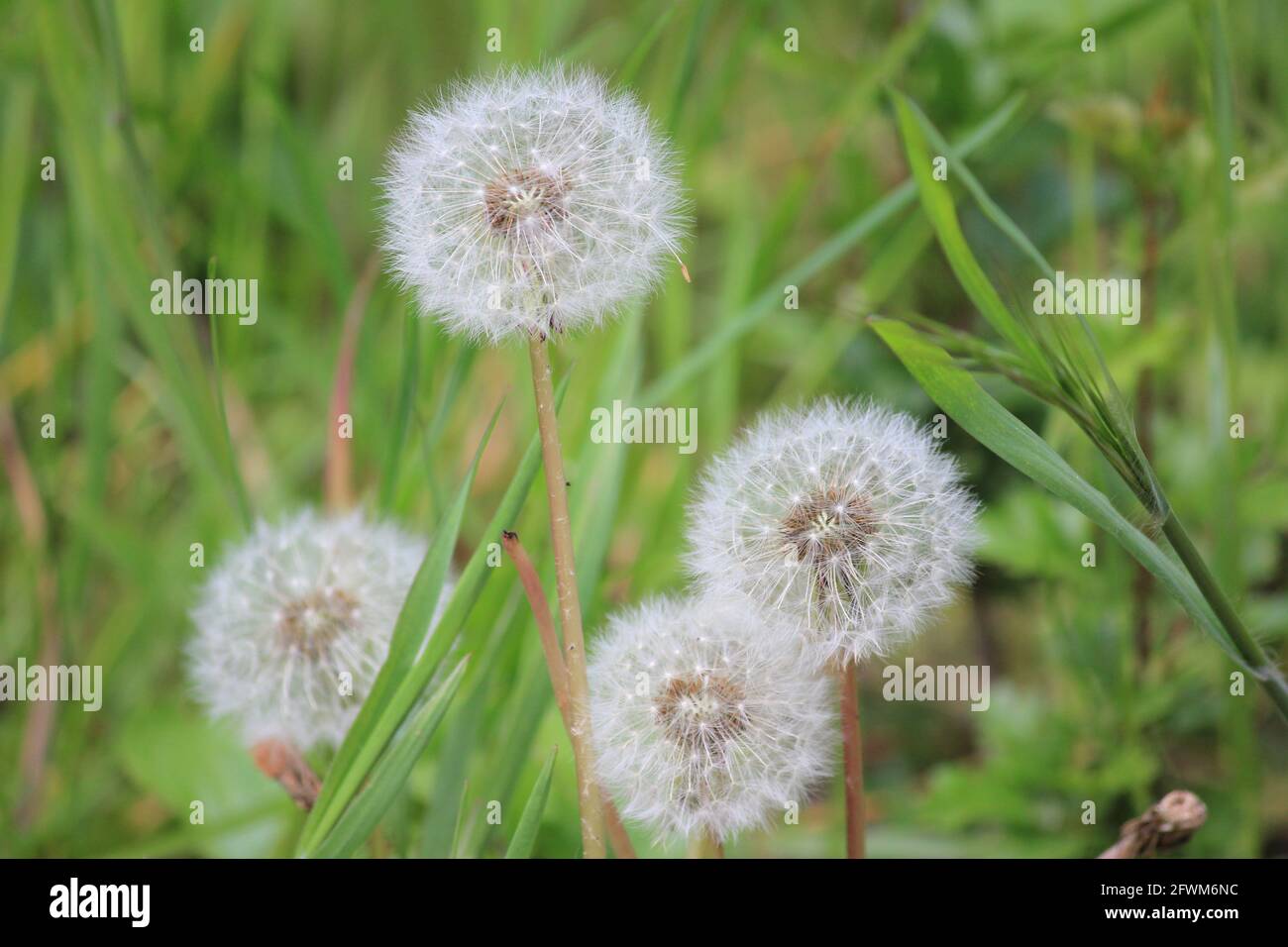 Dandelion in citypark Staddijk in Nijmegen, the Netherlands Stock Photo ...