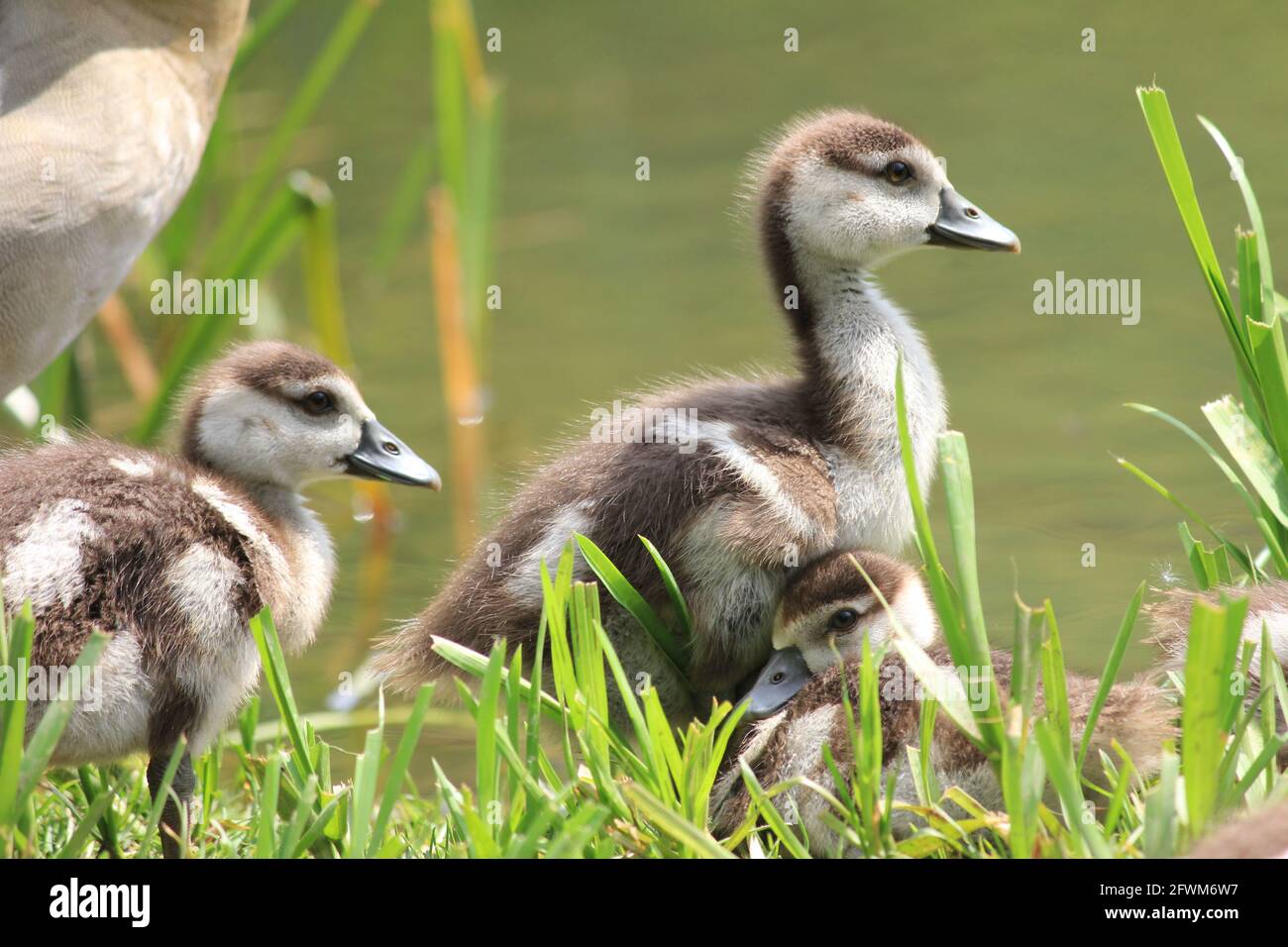 Egyptian geese in citypark in Nijmegen, the Netherlands Stock Photo - Alamy