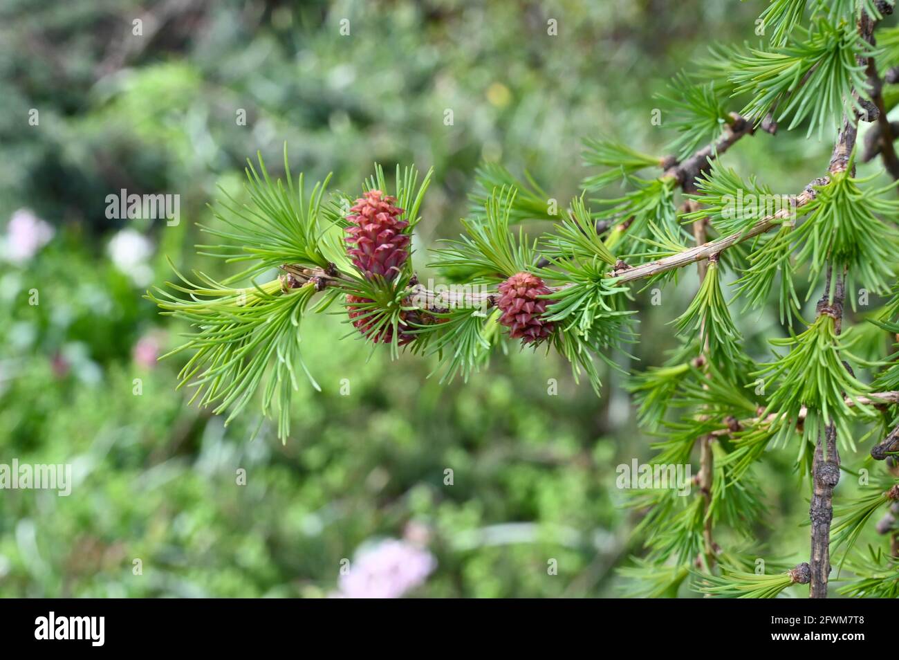 Close-up of a red common larch seed cones in spring Stock Photo - Alamy