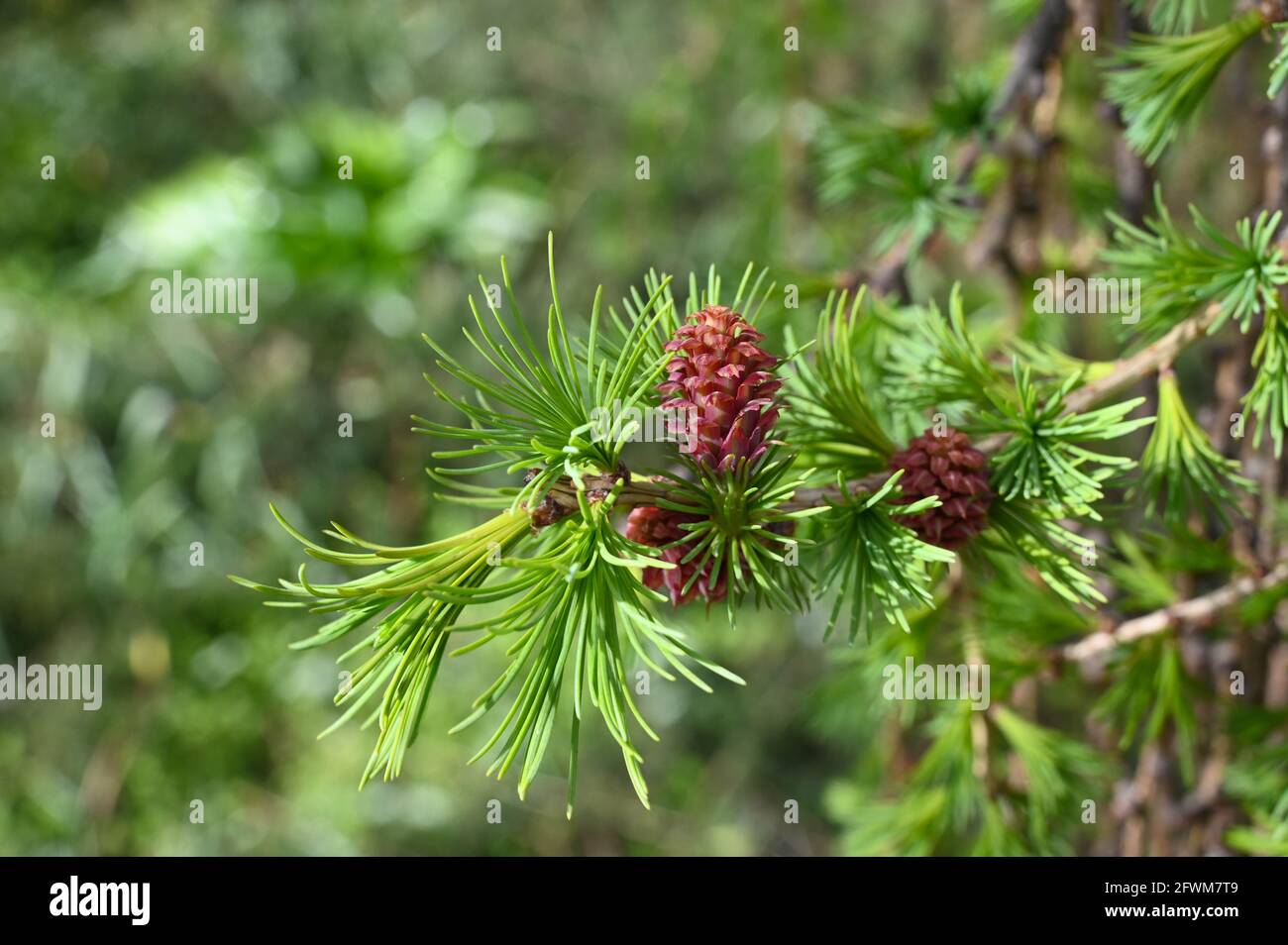 Close-up of a red common larch seed cones in spring Stock Photo - Alamy